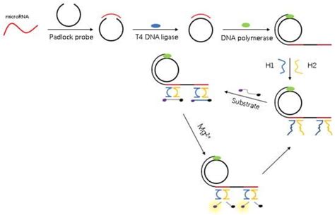 Biosensors Mdpi On Linkedin Mirna Detection Using A Rolling Circle Amplification And Rna Cutting