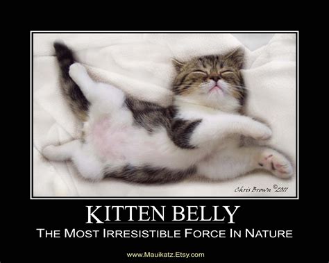 Kitten Belly Cats Fan Art 19530514 Fanpop