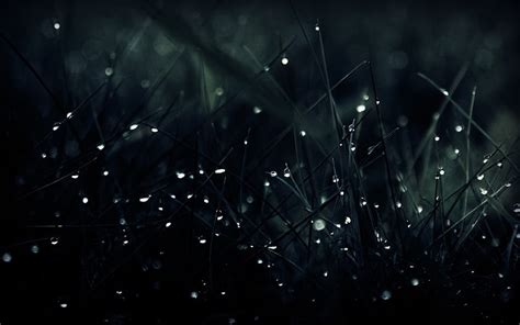 Hd Wallpaper Summer Field Grass Dandelions Drops Dew Highlights