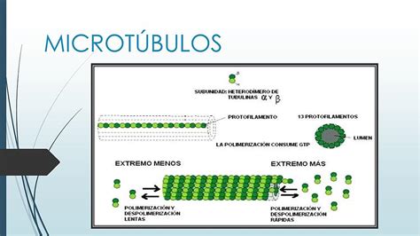 MicrotÚbulos Microbiología Histología Udocz