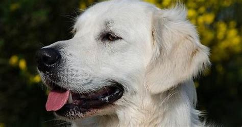 Golden Retriever Imgur