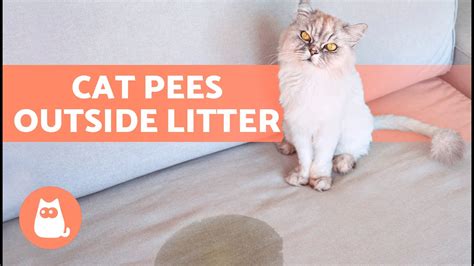My Cat Pees Everywhere 🐱💧 Why And What To Do Youtube