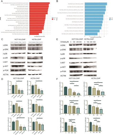 Phosphorylation Of Mapkerk And Pi3kakt Pathways Was Involved In The