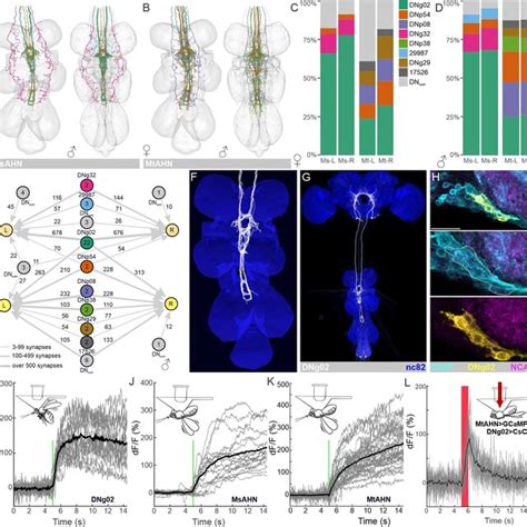 downstream connectivity of the ahns in the brain and female vnc a