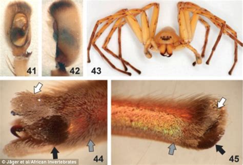 Arachnologists At The Senckenberg Research Institute Discover 4 Species