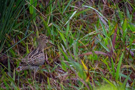 Beddagana Wetland Park A Hidden Beauty In Colombo Explore Sri Lanka