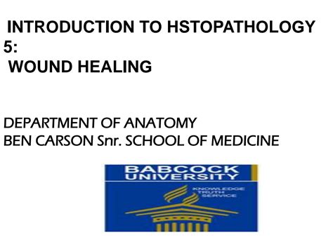 Solution Introduction To Histopathology 5 Wound Healing Studypool