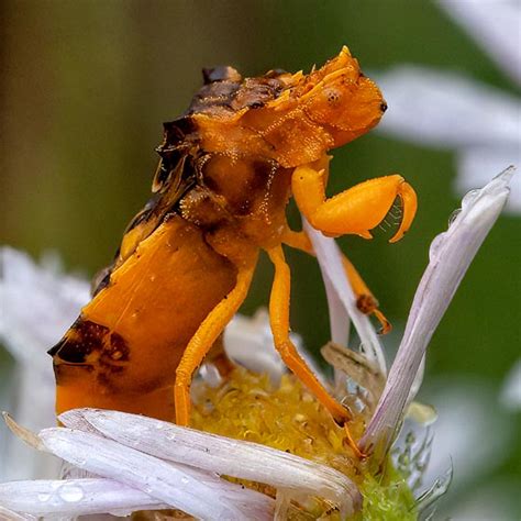 Jagged Ambush Bug Phymata Americana Bugguidenet
