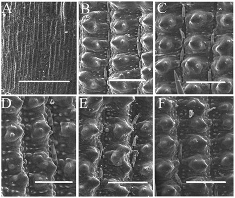 Scanning Electron Microscopy Observation Of Empty Glumes Lemmas And