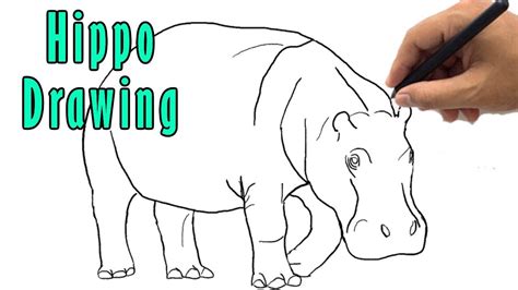 Hippopotamus Drawing Step By Step
