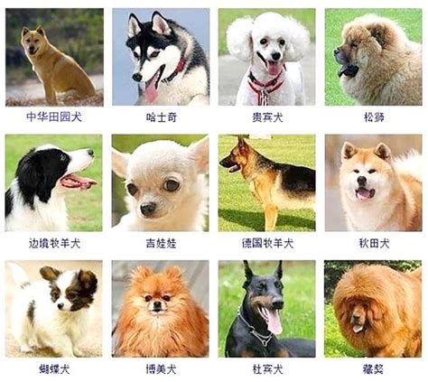 狗和狼为何是同一物种？全世界所有狗类都起源于中国长江流域！
