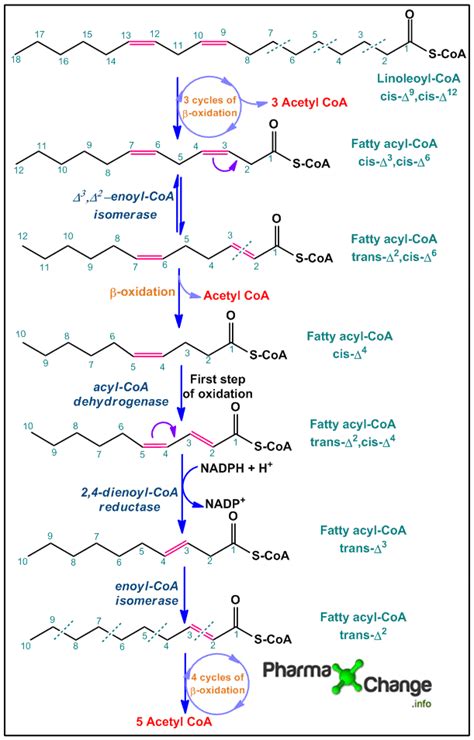 Oxidation Of Unsaturated Fatty Acids Biochemistry Notes