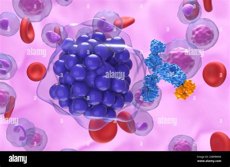 Monoclonal Antibody Treatment In Diffuse Large B Cell Lymphoma Dlbcl