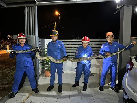 Miri Villager Finds Python Measuring 15 Feet In Length Under Water Tank