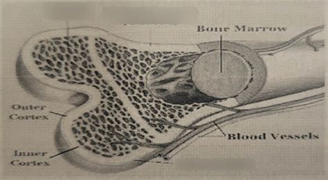 Diagram Of Lecture 1 Tissue Decalcification Quizlet