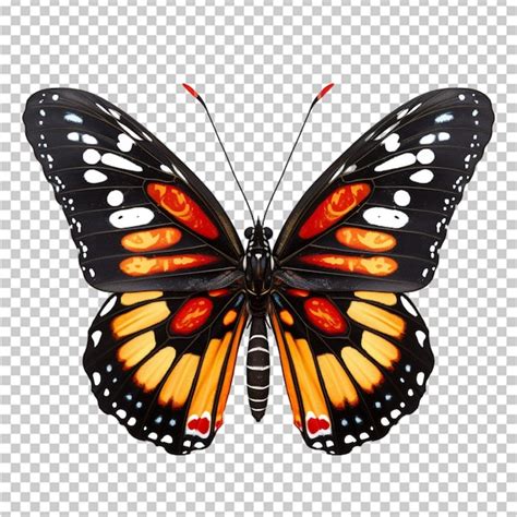 Beautiful Multicolored Black Monarch Butterfly With Red Orange Yellow