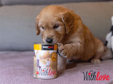 Guía de alimentación para cachorros Satisfaction