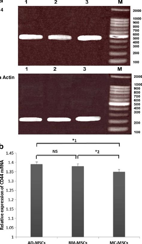 Expression Of Mscs Surface Markers Were Measured By Facs Analysis In Download Scientific