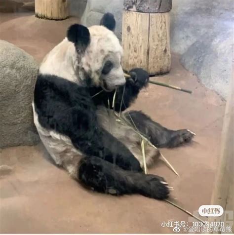 結束20年租借期 美國動物園將歸還大熊貓丫丫和樂樂 澳門力報官網