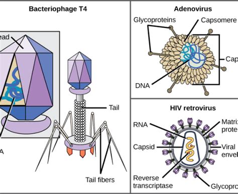 Difference Between Dna And Rna Viruses Definition Classes