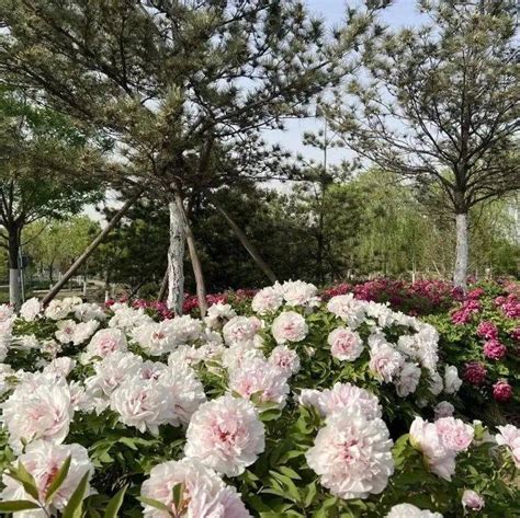 太原植物园五一施行旺季门票，限流30！防控疫情游客