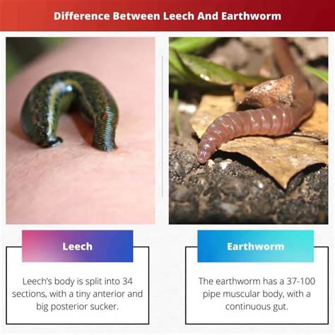 Leech Vs Earthworm Difference And Comparison