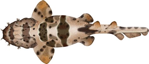 Network Wobbegong Orectolobus Reticulatus Marinewise