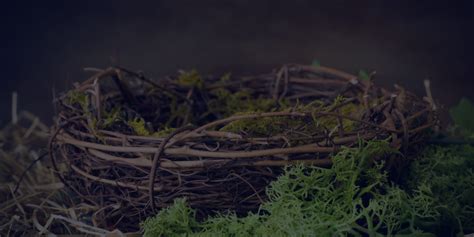 The Changing Nest