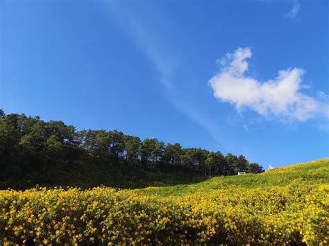 เหลืองสะพรั่ง “ดอกบัวตอง” ดอยแม่อูคอ บานเต็มที่ 100 ถึงสิ้นเดือน พ ย นี้