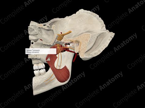 Tensor Tympani Complete Anatomy