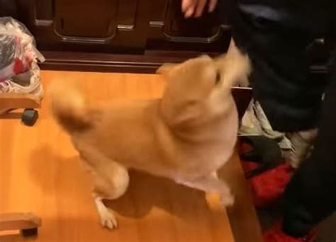 『お、おかえ』飼い主の帰りを察知して待機、登場前から前足伸ばしてジタバタって超愛おしいんだけど！【動画】 柴犬ライフ