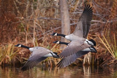 How Far Do Geese Migrate In The Winter Go Geese Go