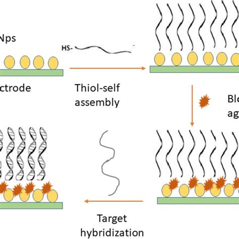 Schematic Diagram Showed The Attachment Of Thiol Modified Probe With