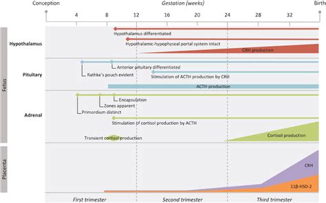 Prenatal Programming Of Human HPA Axis Development Surface Your Real Self