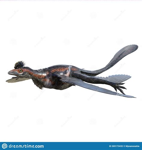 Microraptor Dinosaur 3d Isolated Stock Image 269173399