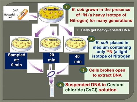 2 Dna Replication Pro And Euk Ppt