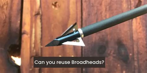 Can You Reuse Broadheads Explained With Solution Archery Tips Central