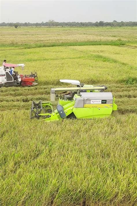 වී අස්වනු නෙලීම Harvesting Youtube