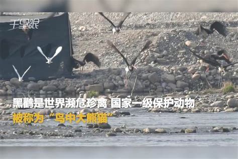 河北百余只鸟中大熊猫黑鹳定居石家庄冶河湿地 形成人鸟共生的和谐环境
