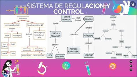 Sistema De Regulaciony Control Diagram Biología