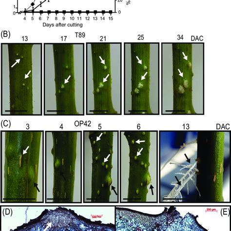 Adventitious Root Development In Woody Stem Cuttings Under Hydroponic