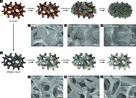 Schematic Illustration Of The Different Li Deposition Behaviors On A