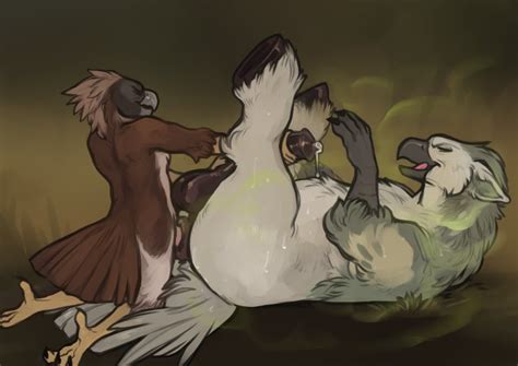 Rule 34 Accipitrid Accipitriform Anal Anal Sex Animal Genitalia