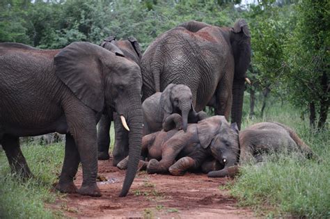 African Elephants Herd