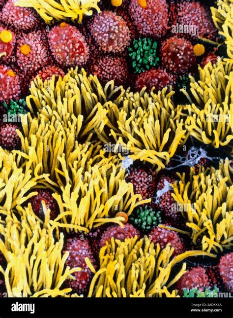Fallopian Tube Cells Coloured High Resolution Scanning Electron Micrograph Of Cilia And Micro