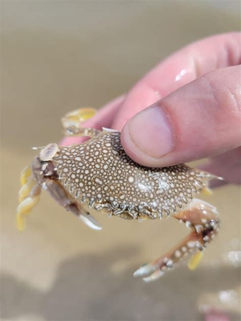 New Crab Pokemon Rcrab