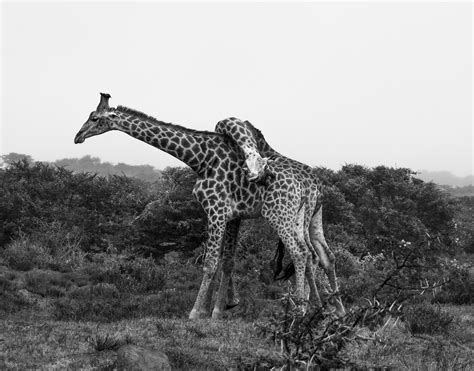 Fraser Wright Photography Africa