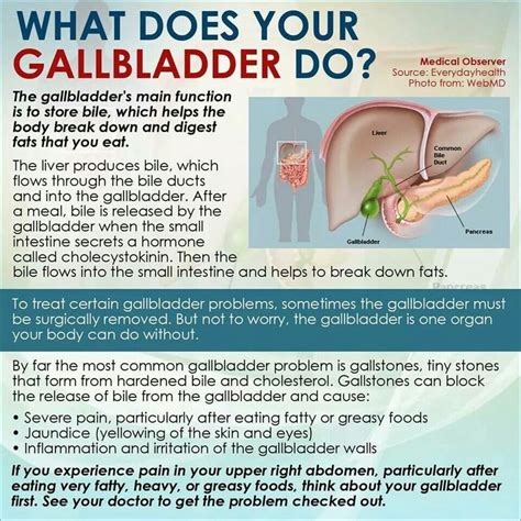 Functions Of The Gallbladder Storage Of Bile For Fat Digestion
