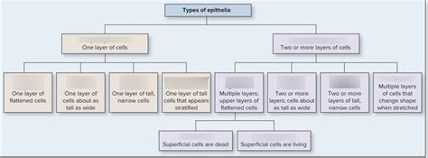 Epithelia Classification Diagram Quizlet