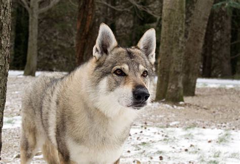 世界十大最贵的狗狗品种排名 知乎